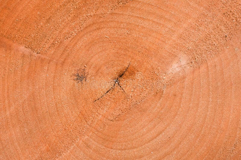 Inside a poplar tree stock photo. Image of carpentry - 164853648