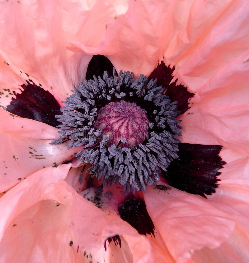Salmon-pink oriental poppy stock image. Image of orientale - 5892505