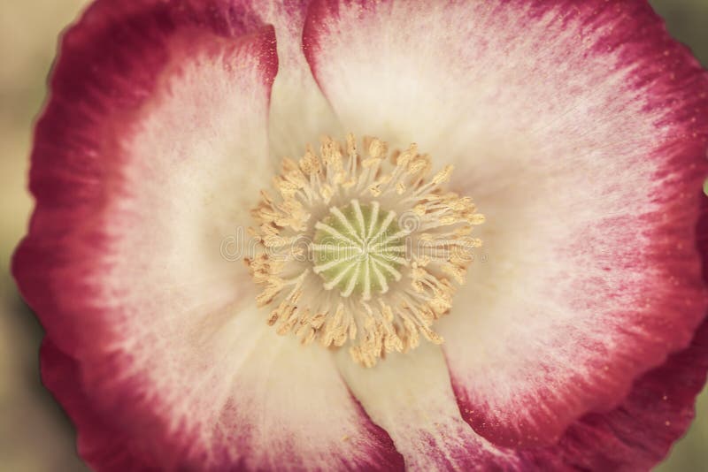 Inside A Flower. Stamens Of Pink Poppy. Macro Stock Photo - Image of ...