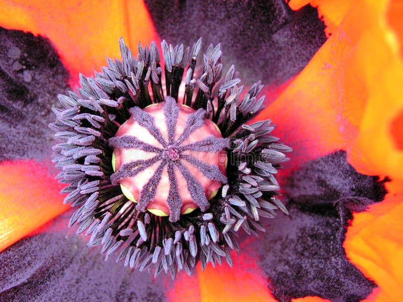 Inside the poppy stock image. Image of papaver, garden - 16975199