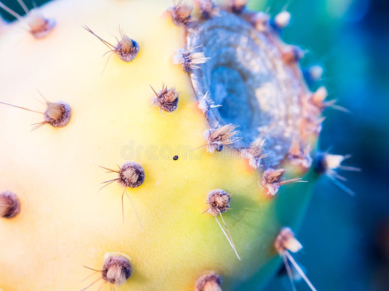 Inside of a prickly pear stock photo. Image of exotic - 60404802