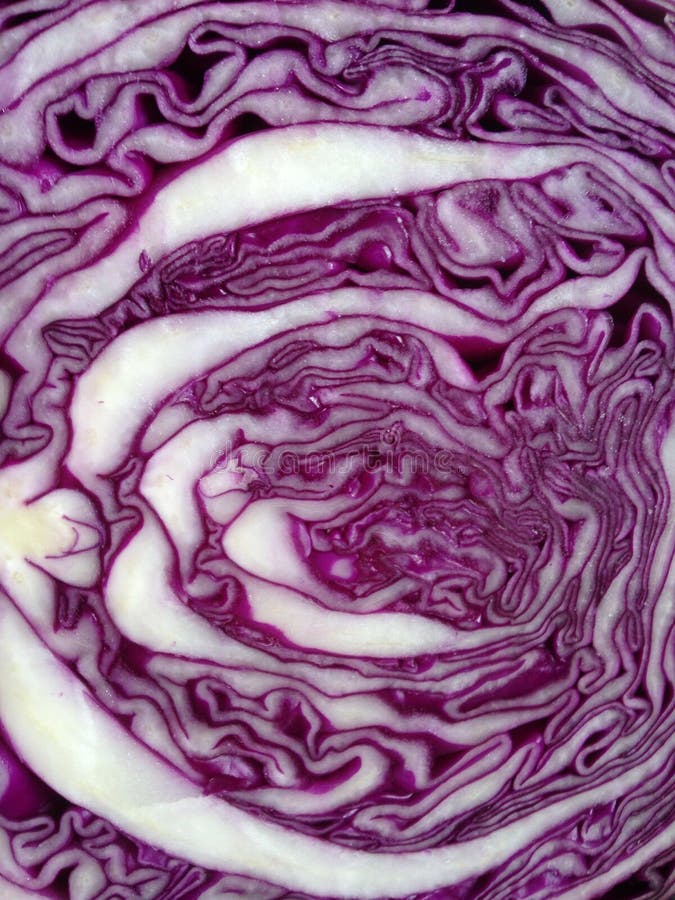 Inside purple cabbage stock image. Image of cabbage, inside - 66686211