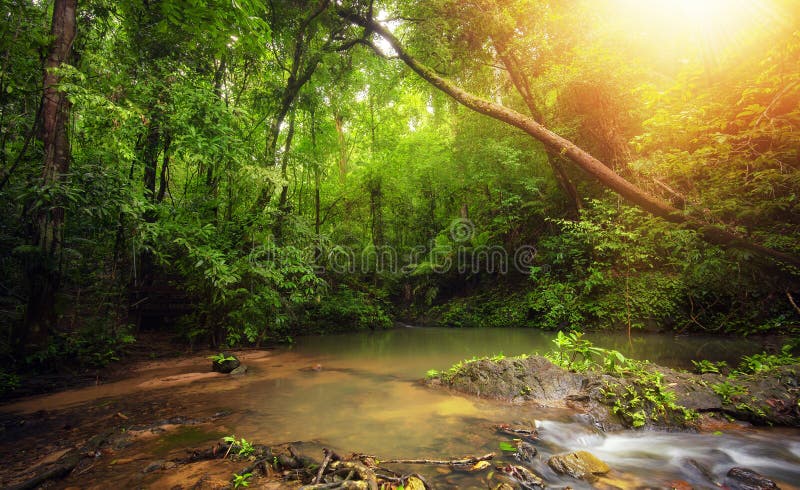 Inside in Rainforest Jungle with Tropical Plants and Sun Light Stock ...