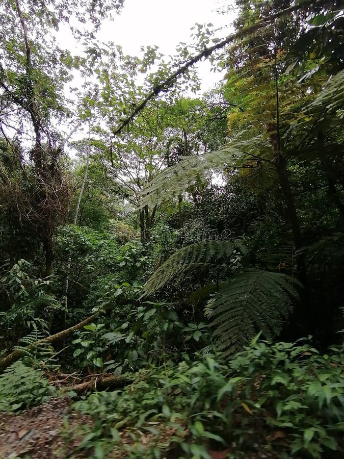 Inside the Rainforest with Trees and Plants Stock Photo - Image of ...
