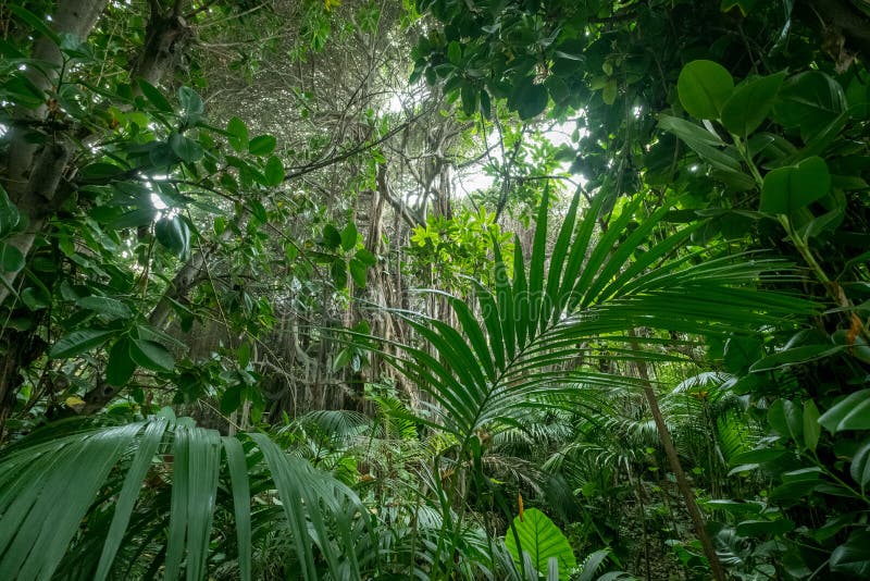 Inside Rainforest, Tropical Forest, Jungle Landscape Stock Photo ...