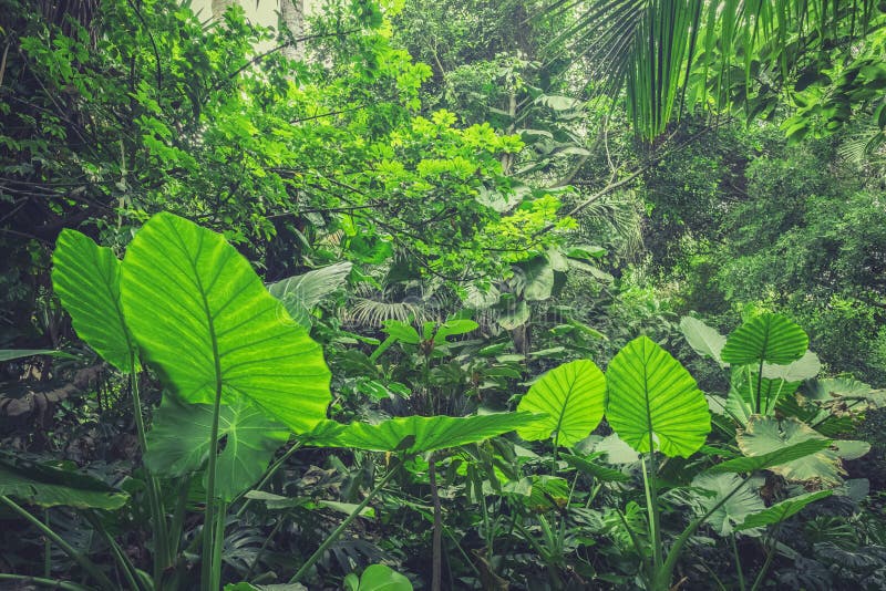 Inside Rainforest, Tropical Forest, Jungle Landscape Stock Image ...