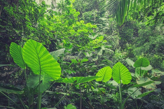 Inside Rainforest, Tropical Forest, Jungle Landscape Stock Image ...