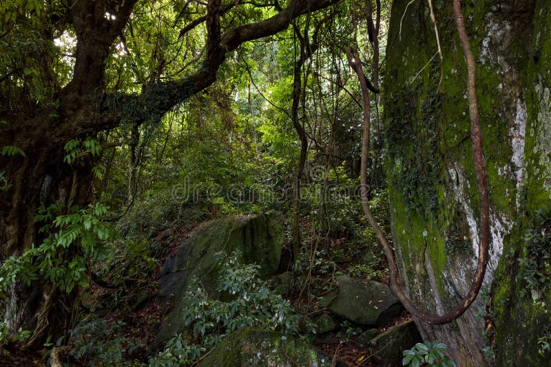 Inside Rainforest, Tropical Forest, Jungle Landscape Stock Image ...