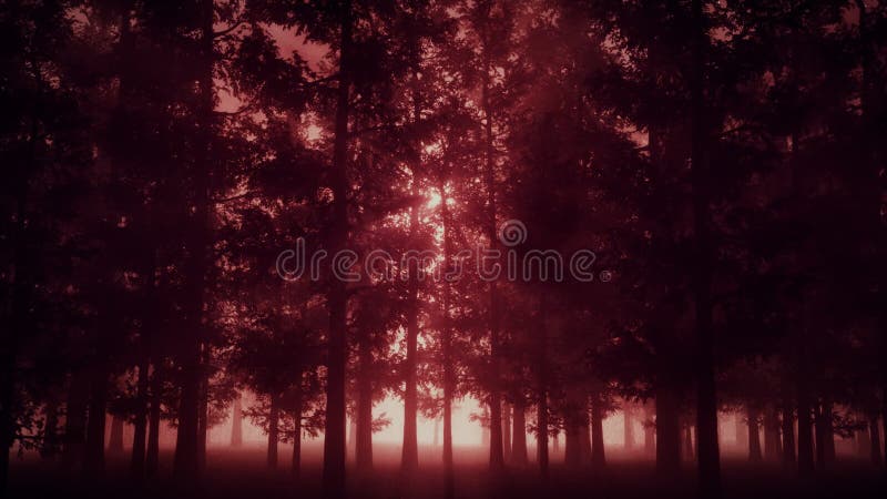 Inside a Red Misty Forest - Loop Landscape Nature Background Stock ...