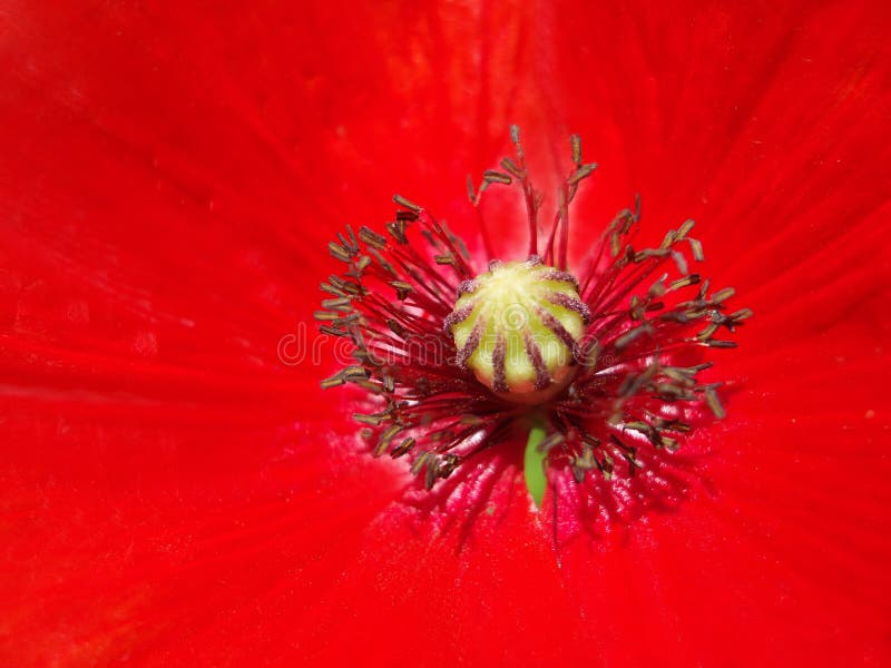 Inside of red poppy stock photo. Image of background, blossom - 214722