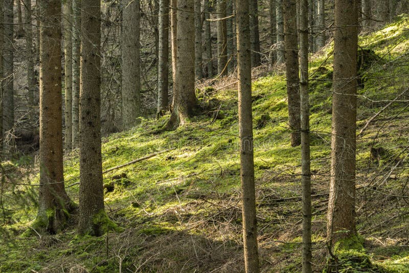Inside a Red Spruce Tree Forest of the Alps Stock Image - Image of wood ...