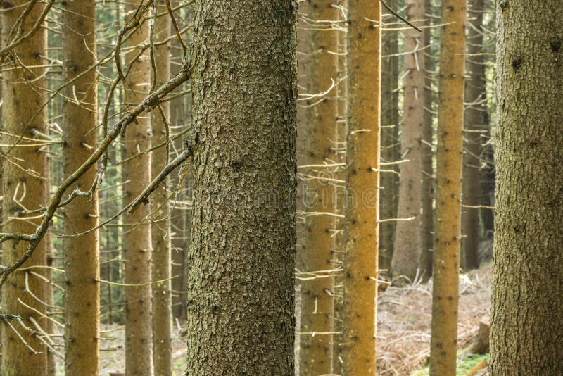 Inside a Red Spruce Tree Forest of the Alps Stock Photo - Image of tree ...