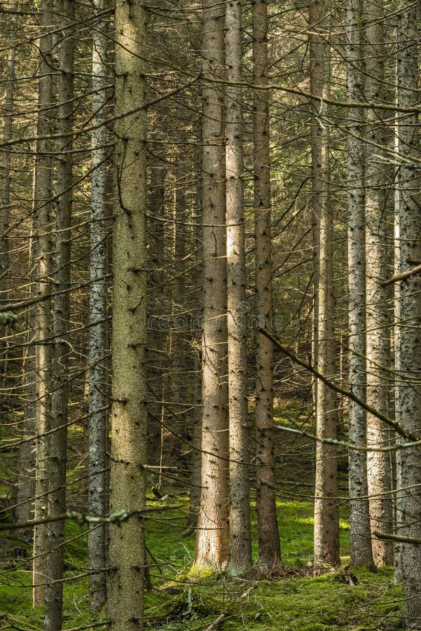 Inside a Red Spruce Tree Forest of the Alps Stock Image - Image of alps ...