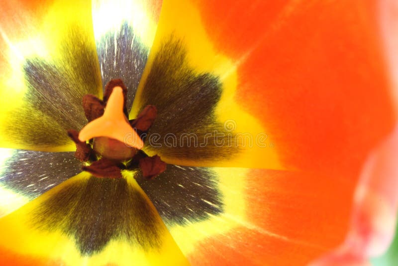 Inside red tulip flower stock photo. Image of inside, colorful - 8949642