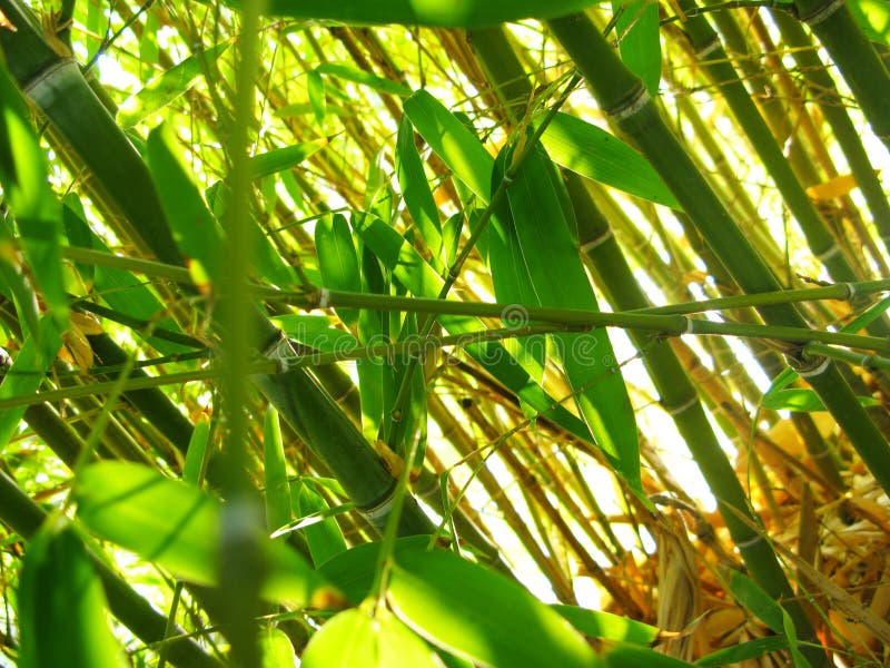 Inside reed stock image. Image of inside, reed, natural - 11130063