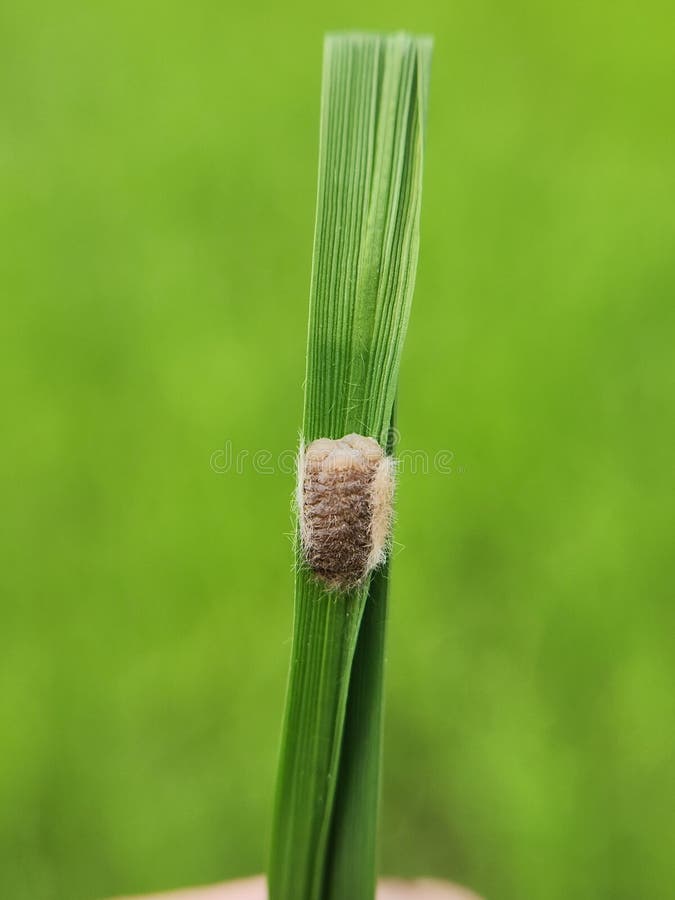 Inside of Rice Stem Borer Egg Mass Was Lay on Rice Leaf . Stock Photo ...