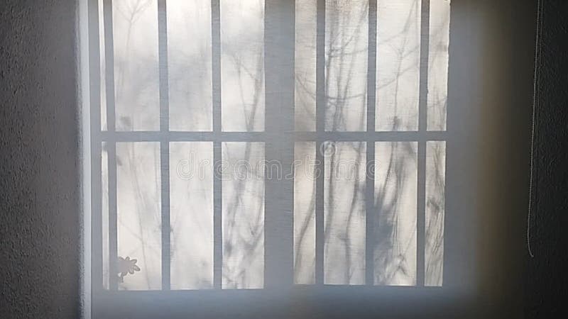 Storm and Wind through the Window Stock Footage - Video of trees ...