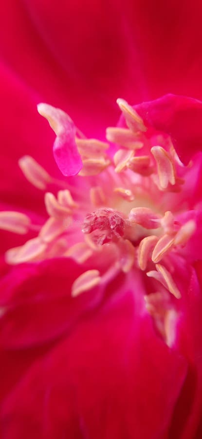 Inside the Rose | Macro Photo of Rose Stock Image - Image of plant ...