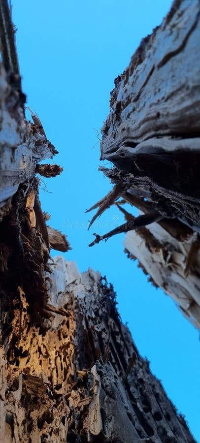 Inside a Rotten Tree Trunk Looking Up at Blue Sky Stock Image - Image ...