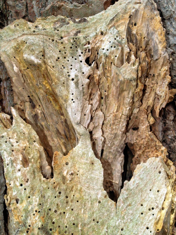 Inside of a Rotting, Fallen Tree Completely Full of Holes of Woodworms ...