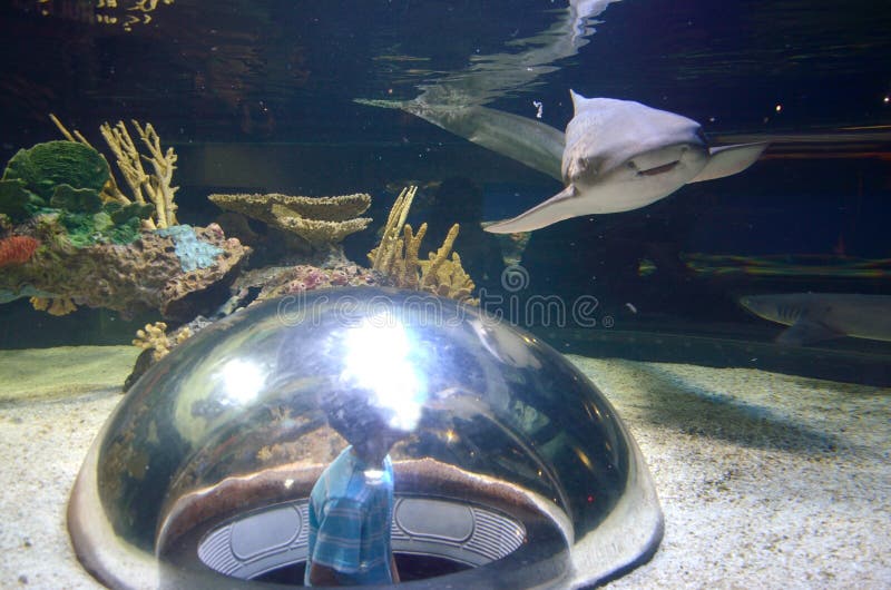 Inside the shark tank stock photo. Image of aquarium - 60706720