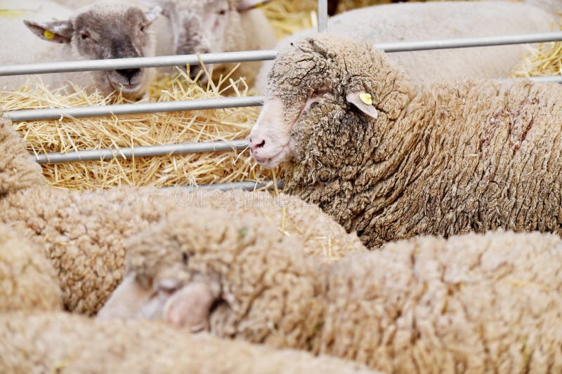 Inside a sheep farm stock photo. Image of fence, industry - 62732308