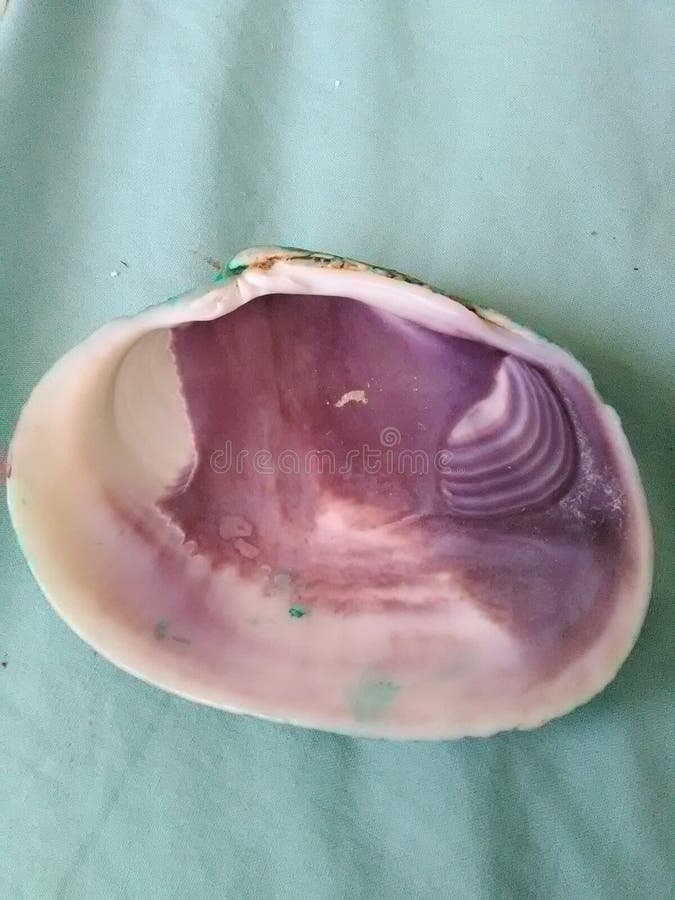 Inside of Single Shell Showing Patterns. Stock Photo - Image of inside ...