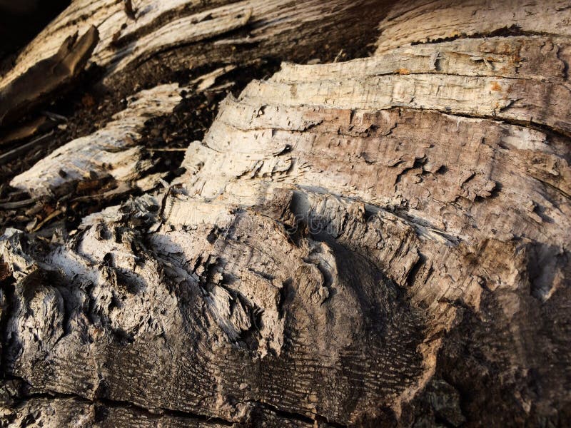 Inside of Split Wood Tree Bark Texture Stock Image - Image of maple ...