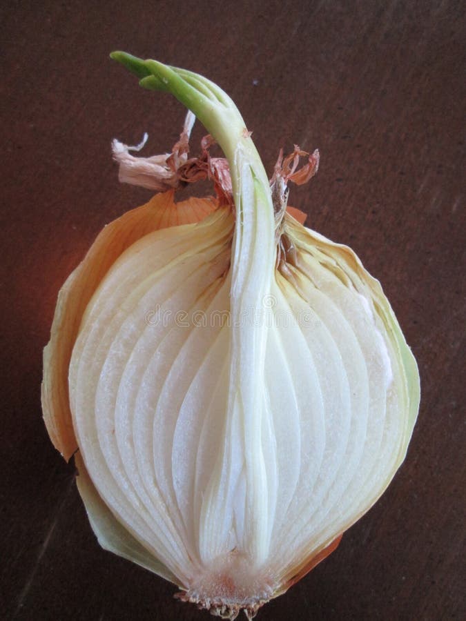 Inside of a Sprouting Onion Stock Image - Image of sprouting, insides ...