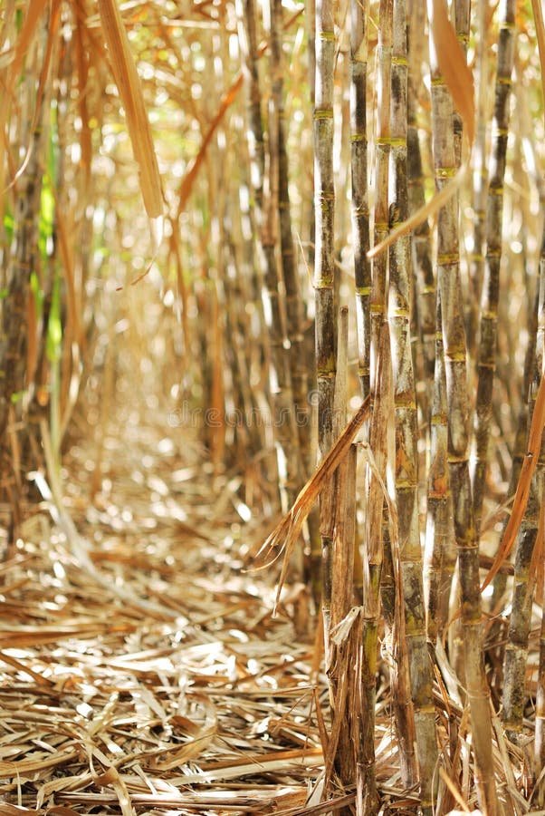 Inside sugar cane row stock image. Image of field, plant - 41850107