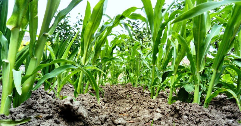 Inside the sweet corn row stock photo. Image of planting - 184590350