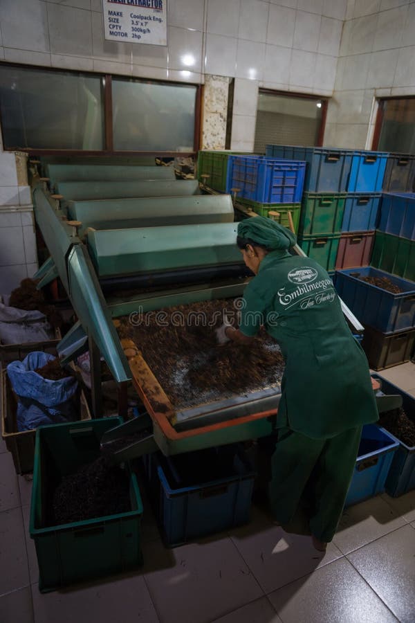 Inside the Tea Factory. editorial stock image. Image of summer - 61168959