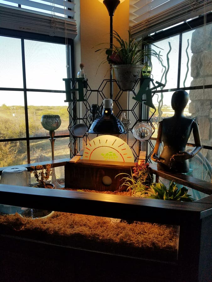 Inside Terrarium stock photo. Image of inside, turtle - 157696100