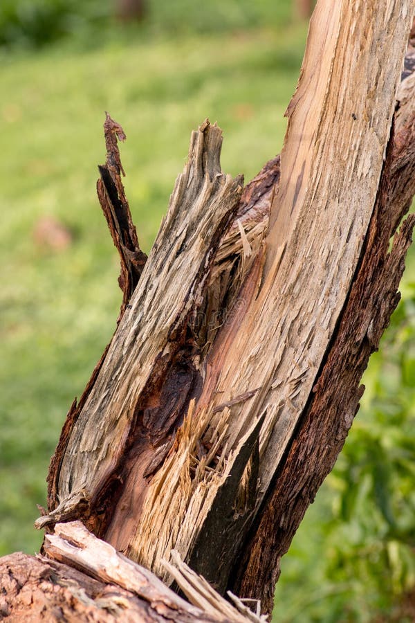 Inside Tree Trunk texture stock photo. Image of backgrounds - 44991824