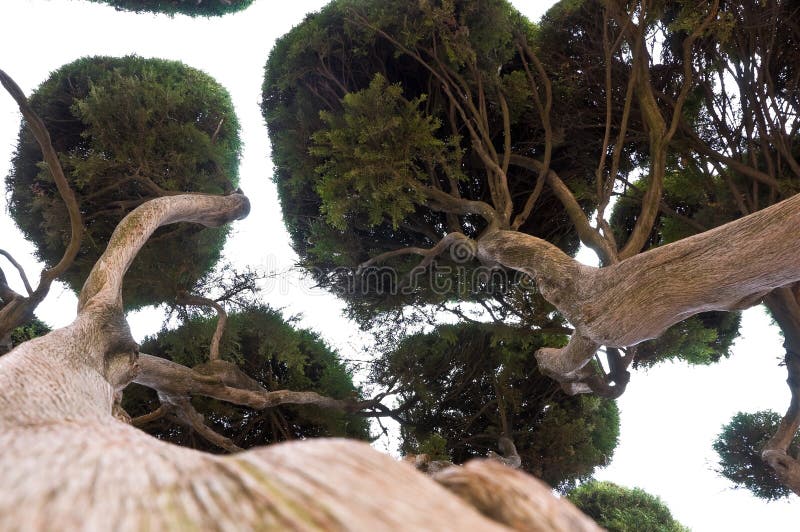 Inside a tree stock image. Image of bush, isolated, white - 11187941