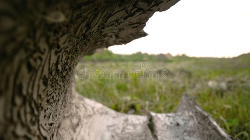 Close-up from the Inside of an Old Rotten Fallen Tree with a Hollow ...