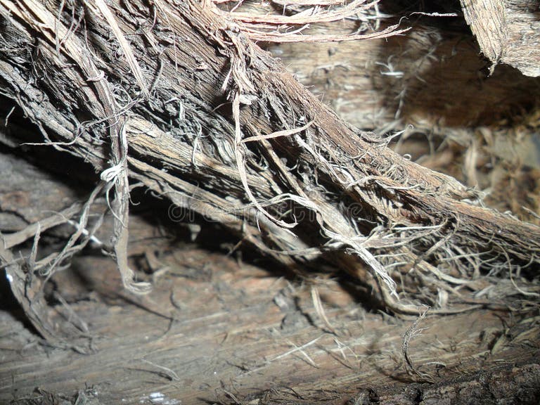 Inside the Tree, the Bark of a Weeping Willow Stock Image - Image of ...