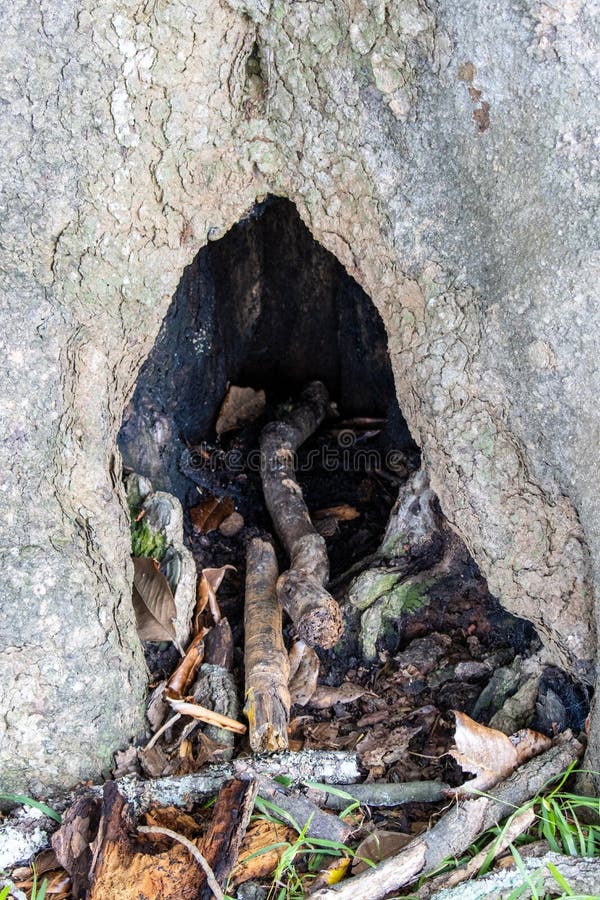 Inside a Tree Hole from the Outside Stock Photo - Image of green ...