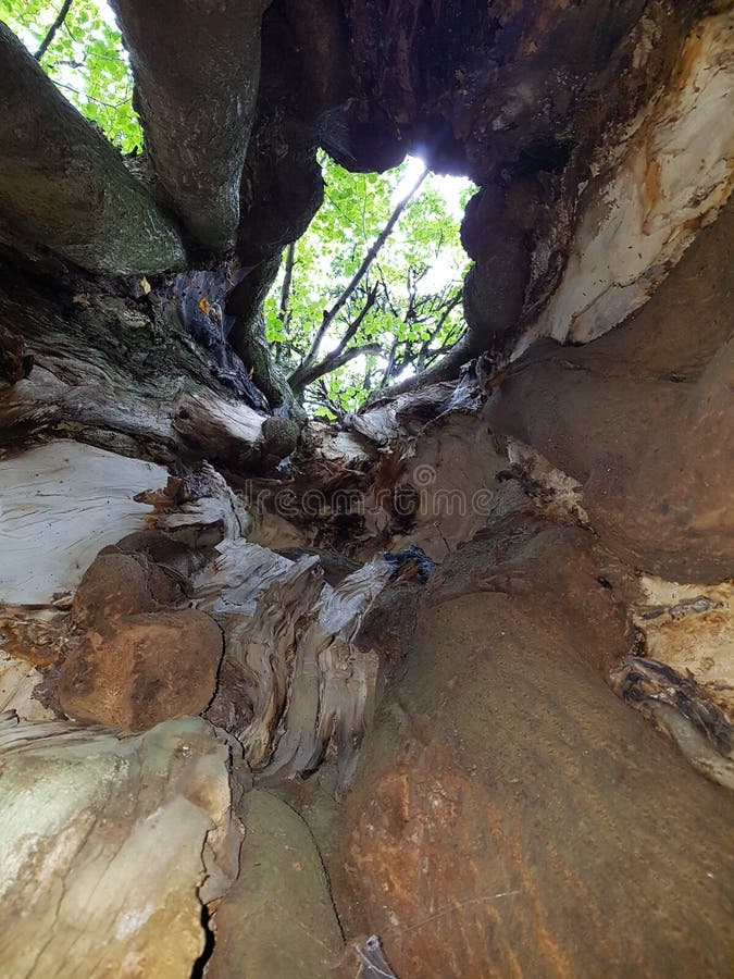 Inside of a Tree stock photo. Image of tree, nature, s7edge - 92366740