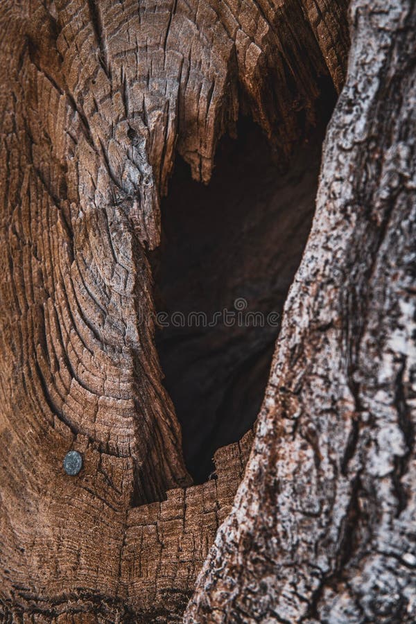 The Inside of a Tree Stump with the Base Showing the Hole in Which the ...