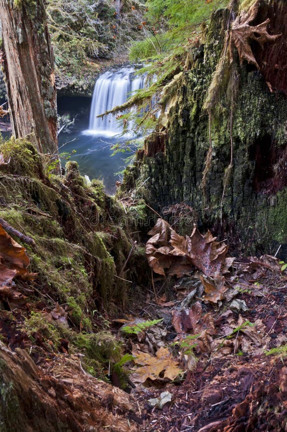 Inside Tree Stump Looking at Waterfall Below Stock Image - Image of ...