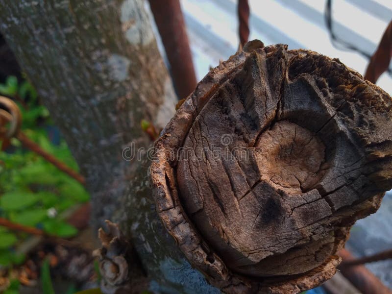 The Inside of a Tree Trunk in the Garden Stock Photo - Image of pattern ...