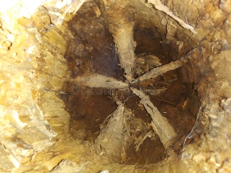 This is the Inside of a Tree Trunk Pointy Wood Stock Photo - Image of ...