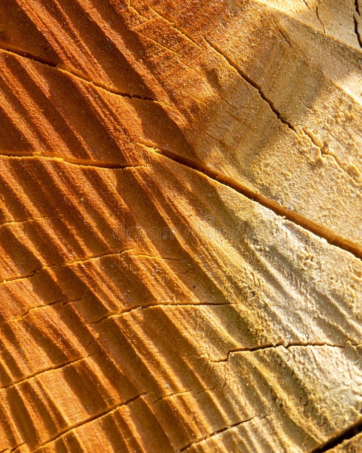 Inside the trunk stock photo. Image of area, nature - 183643024