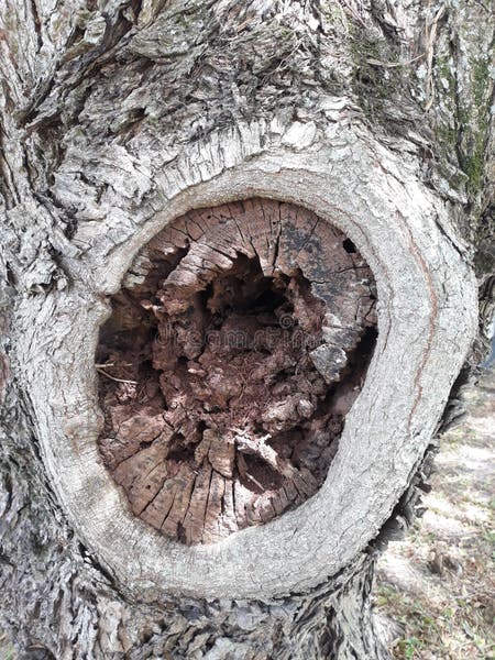 Inside a trunk stock image. Image of close, inside, tree - 133816731