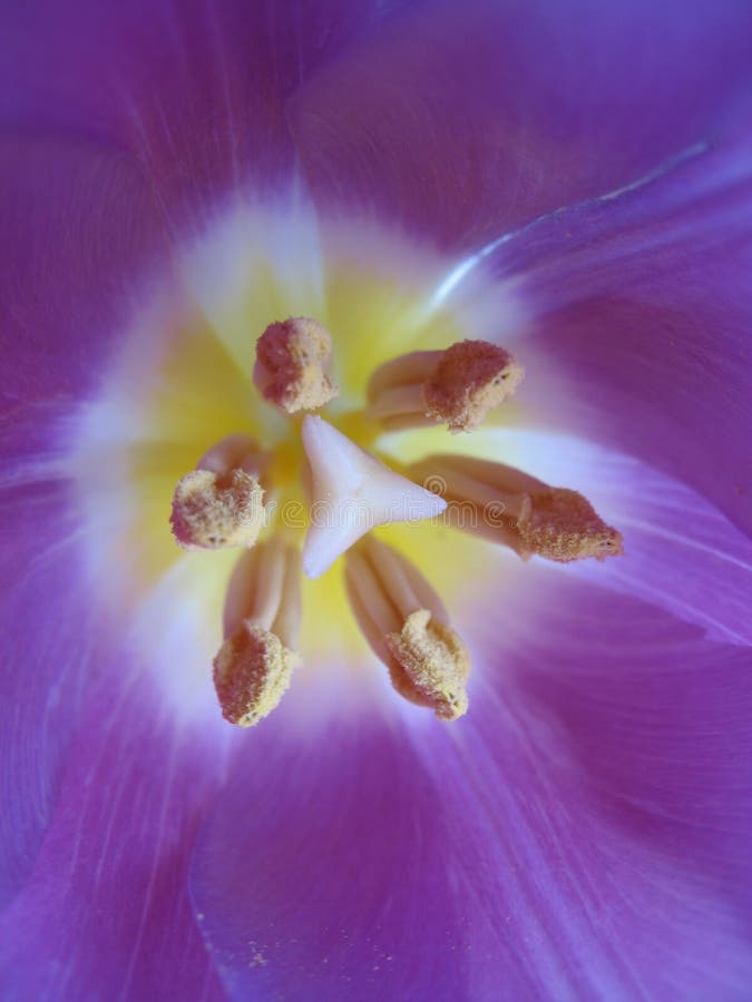 Inside tulip stock image. Image of purple, yellow, white - 844421