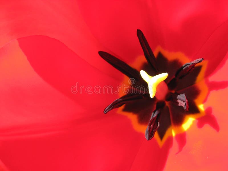 Inside a tulip stock photo. Image of flower, tulip, close - 63478354