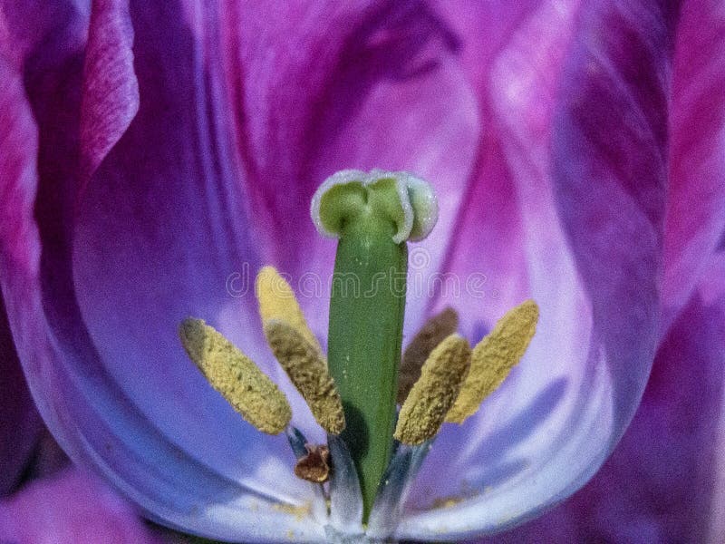 Inside a tulip stock image. Image of nature, flower, spring - 92595407