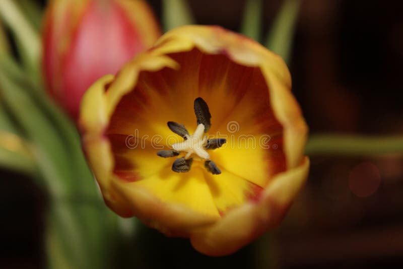 Inside tulip 2 stock photo. Image of closeup, anther, background - 533596