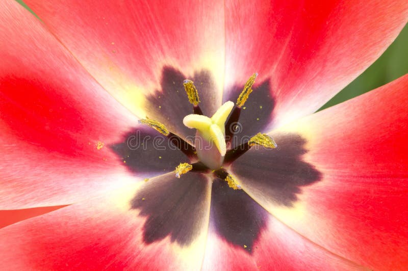 Inside a Tulip Flower stock image. Image of perennial - 30496563